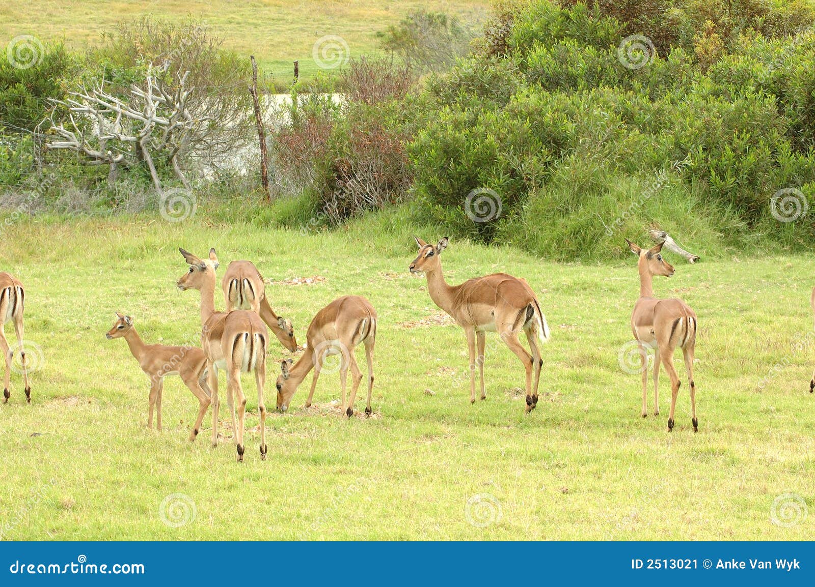 Herd of Impala stock image. Image of landscape, scenery - 2513021