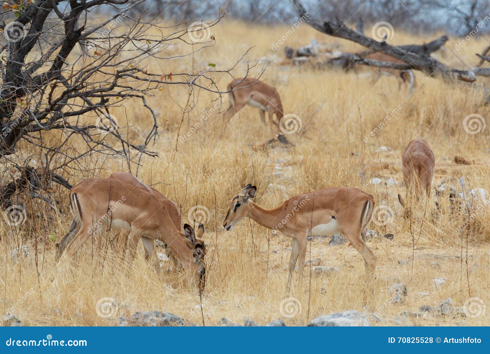 Herd of Impala Antelope in Savanna Stock Photo - Image of horn, africa ...