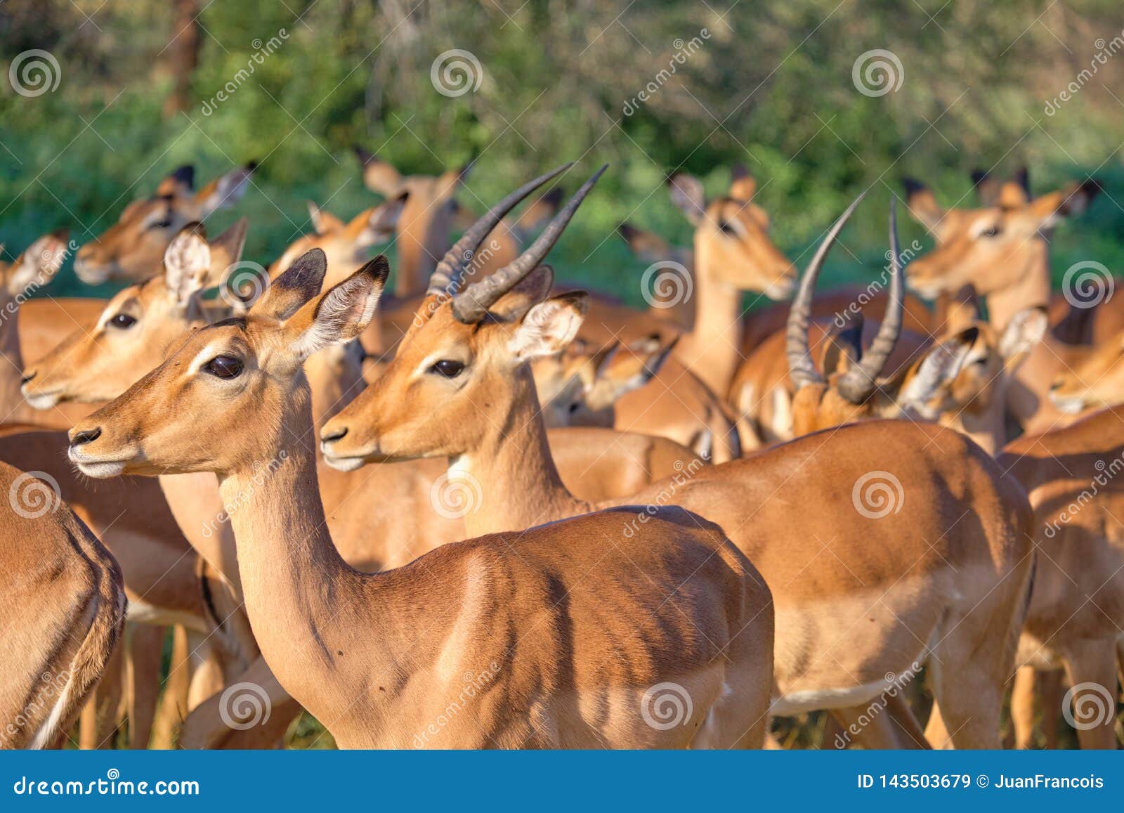 Herd of impalas stock image. Image of juvenile, green - 143503679