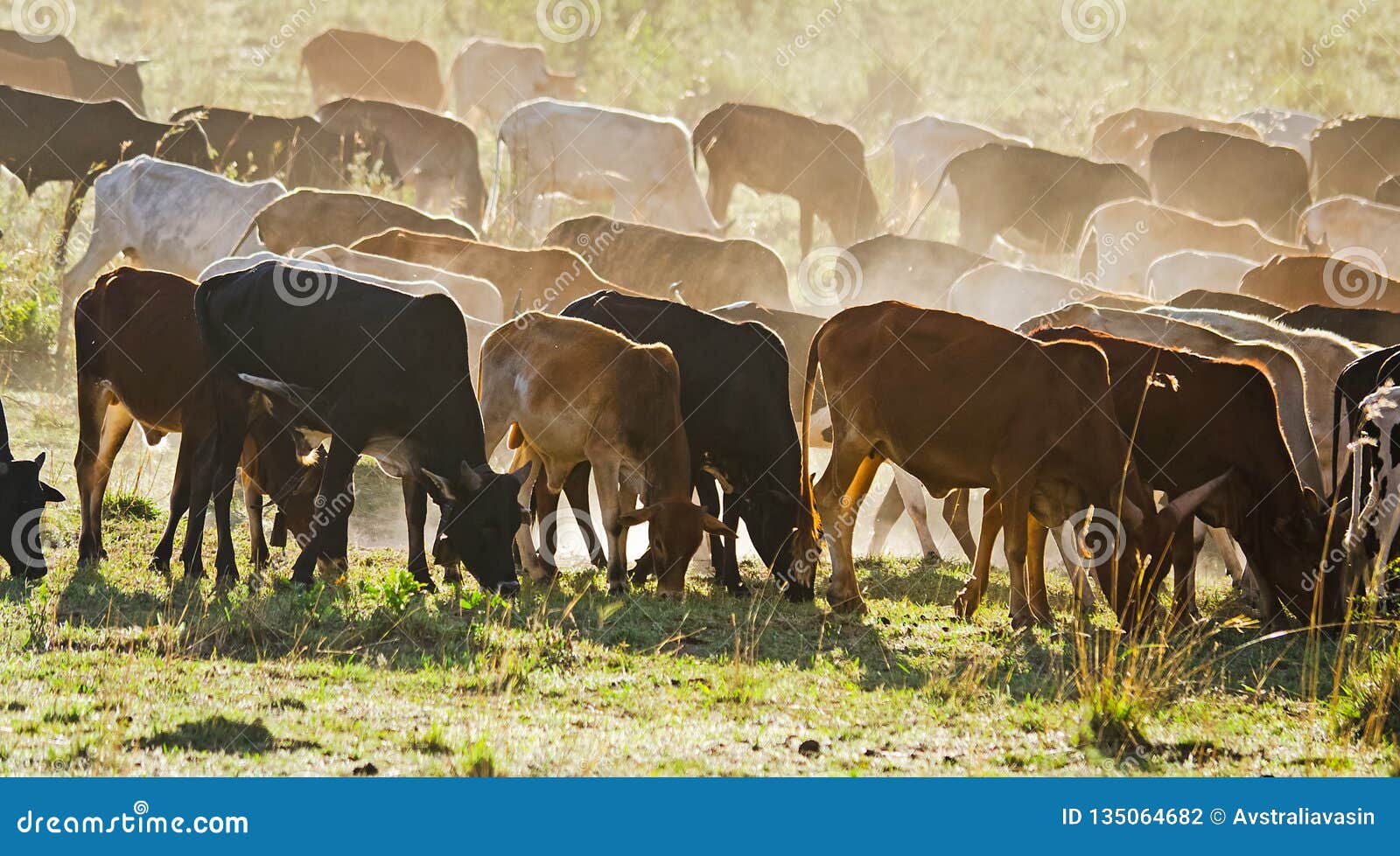 Herd of Jersey Cows in the Natal , Africa Stock Photo - Image of group ...