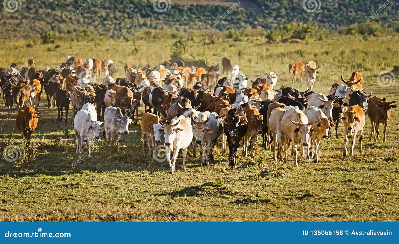 Herd of Jersey Cows in the Natal , Africa Stock Photo - Image of brown ...
