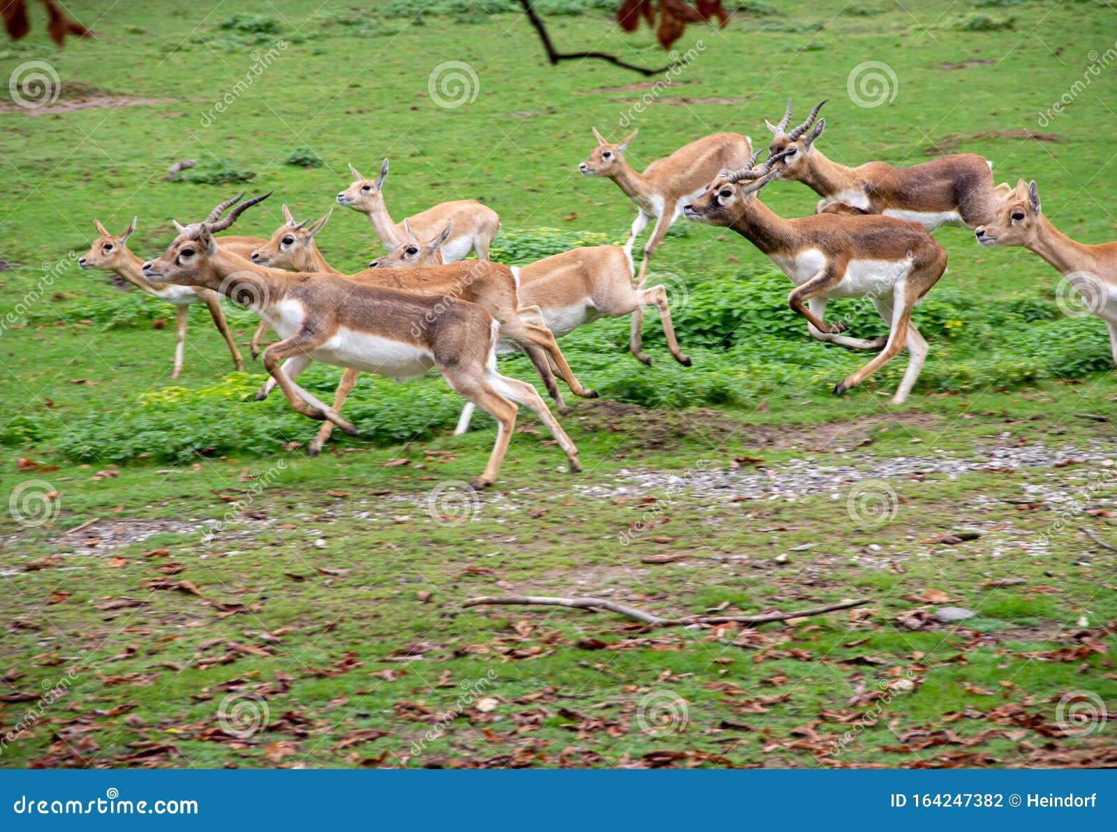 A Herd of Jumping Blackbuck, Latin Antelope Cervicapra Stock Photo ...