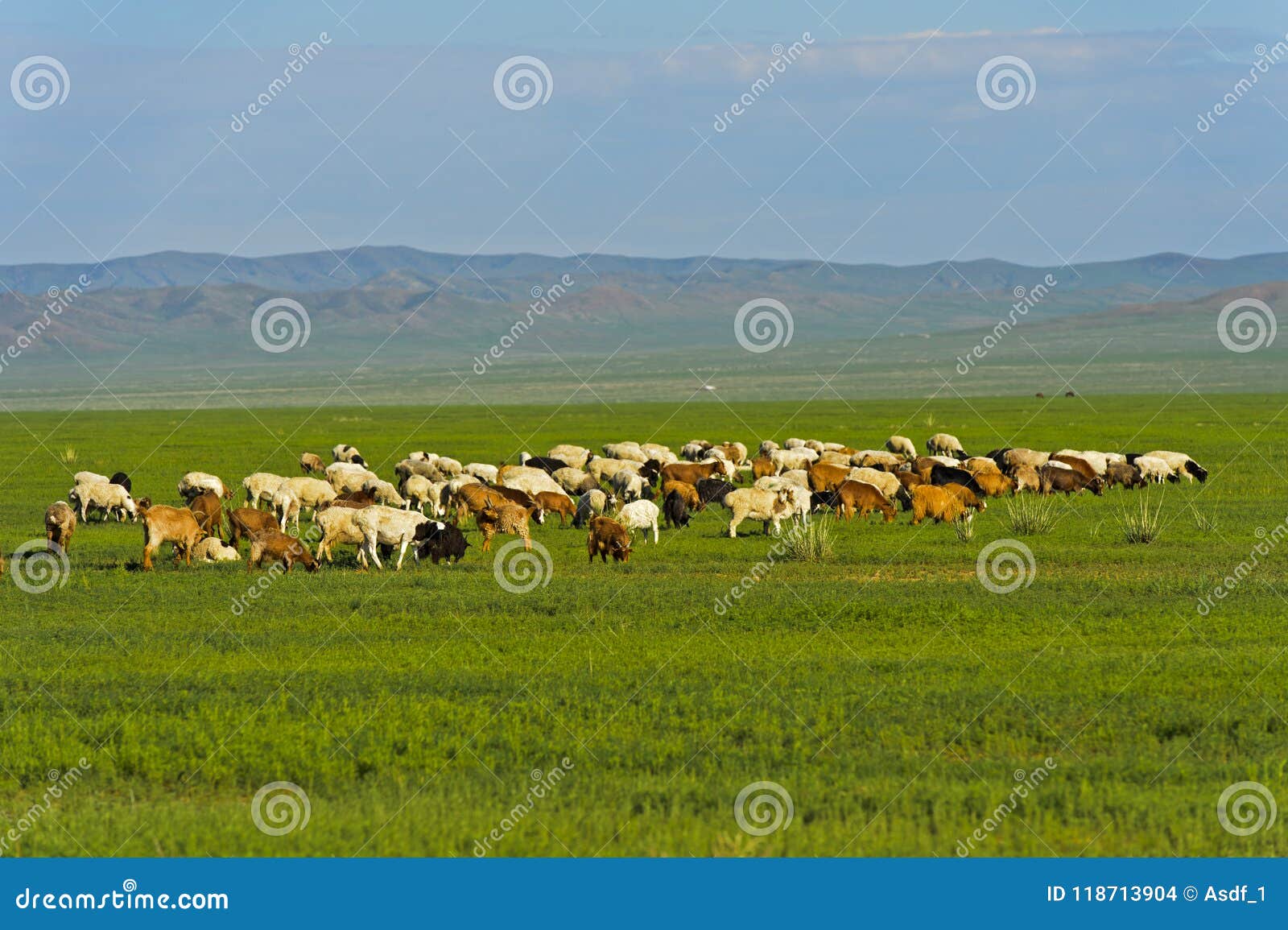 Herd of Kashmir Goats in the Steppe Stock Photo - Image of farming ...