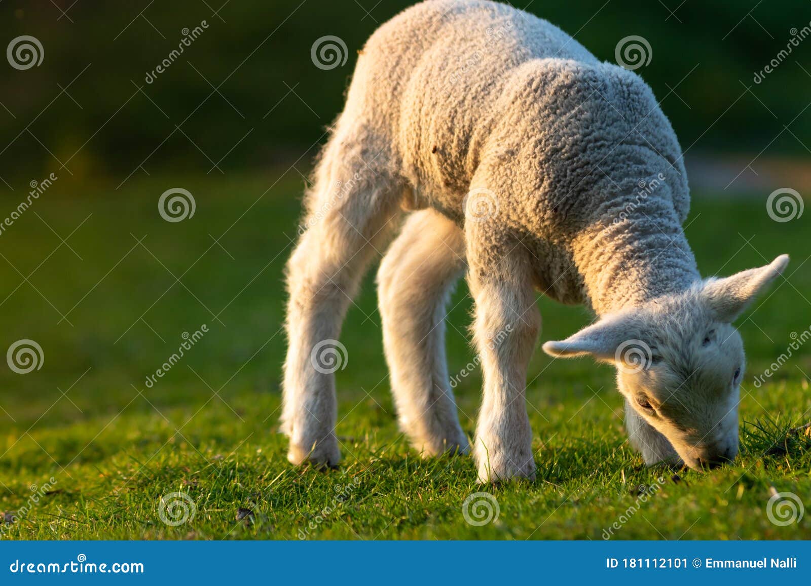 Herd of Lamb Feeding on Ranch Grass Farm Cattle Animal Selective Focus ...