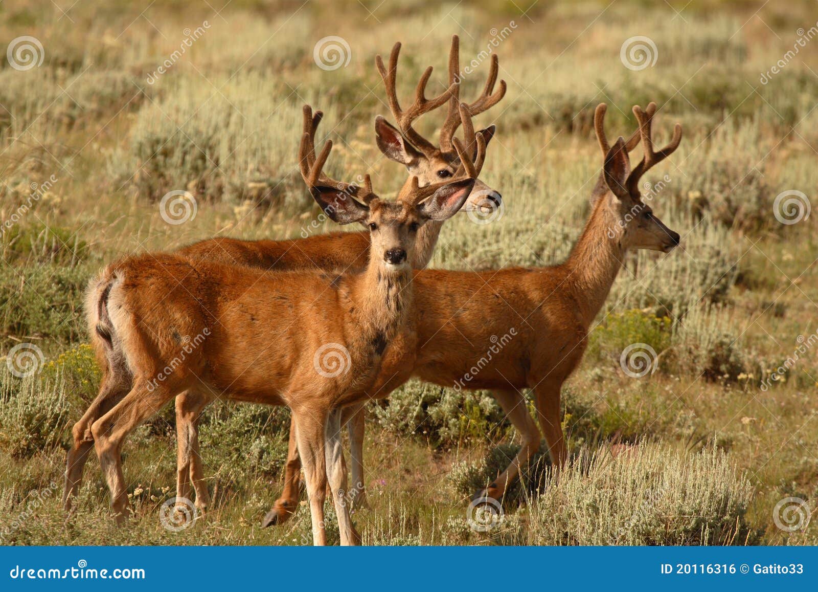 Herd of Large Mule Deer Bucks Stock Photo - Image of male, bucks: 20116316