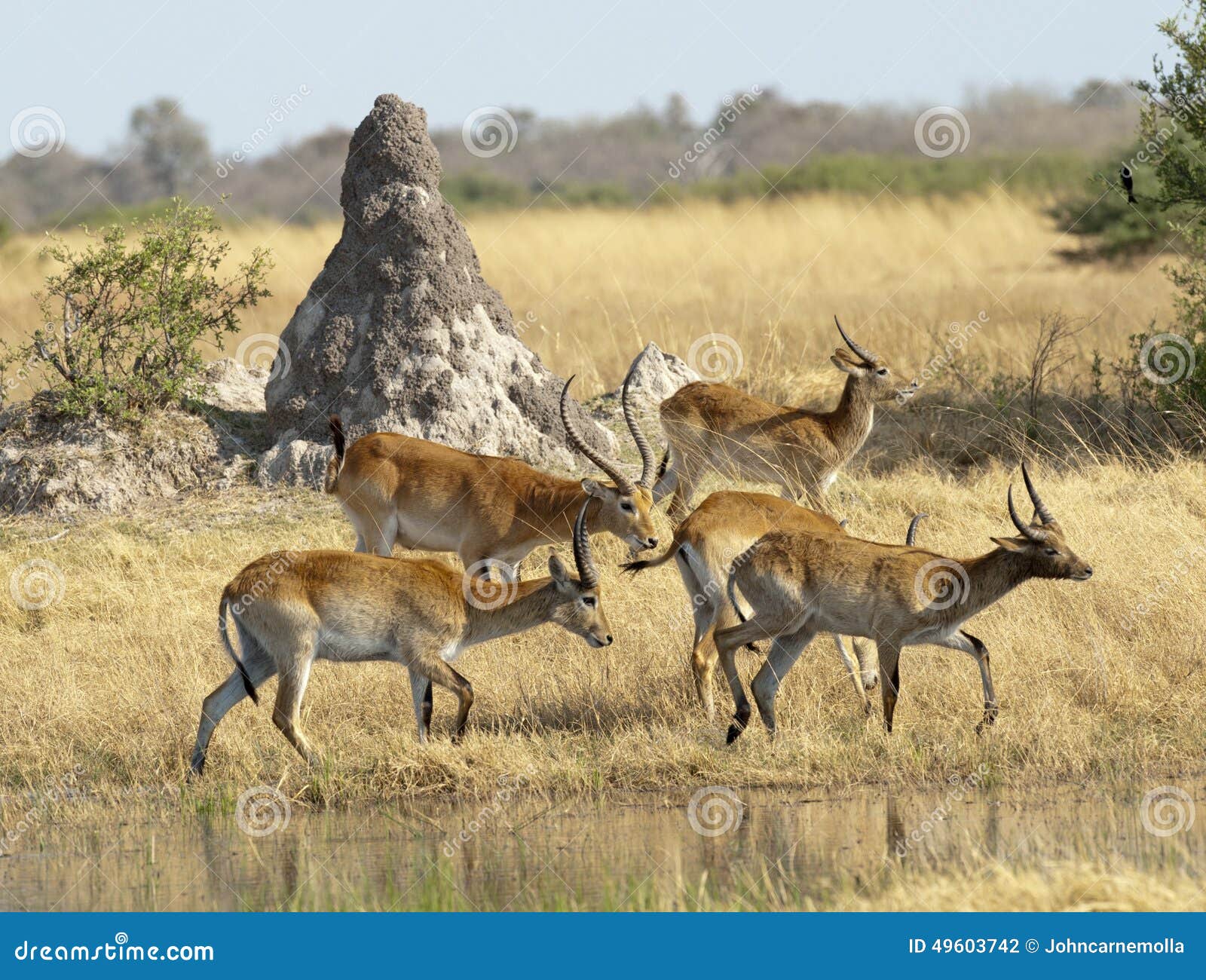 Herd of lechwe stock photo. Image of antelope, botswana - 49603742