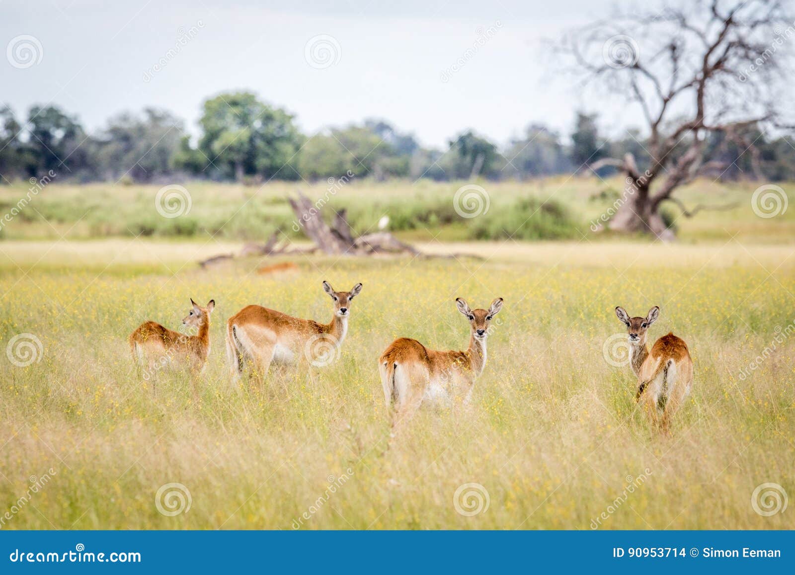 Herd of Lechwes Starring at the Camera. Stock Photo - Image of bush ...