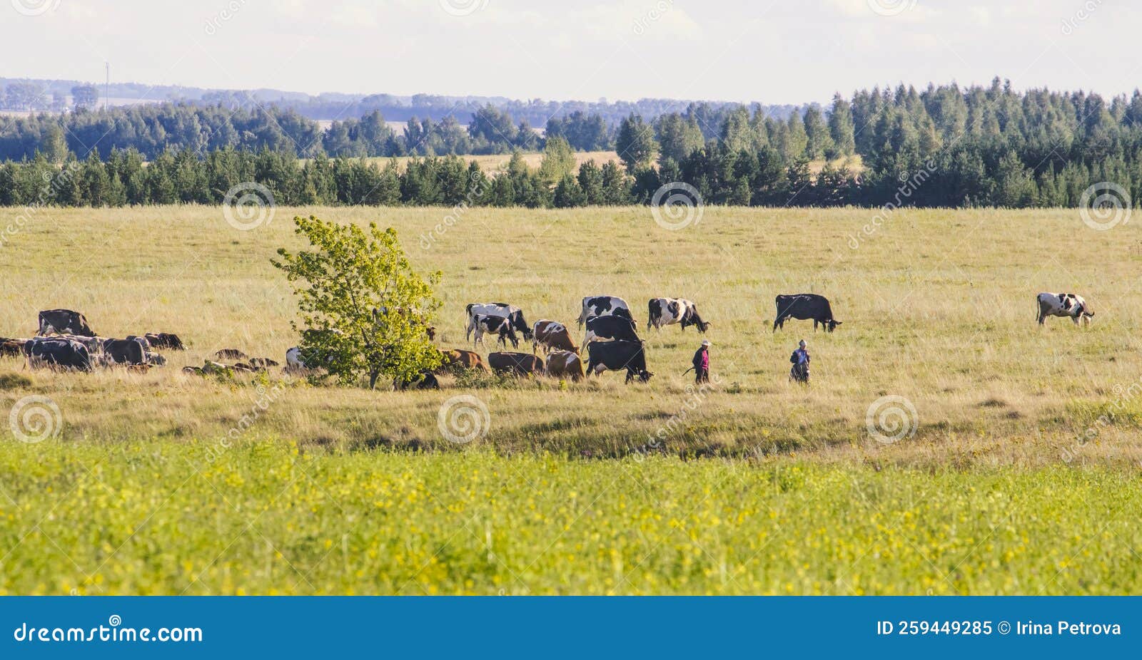 A Herd of Livestock, Cows and Sheep Graze in a Meadow Under the ...