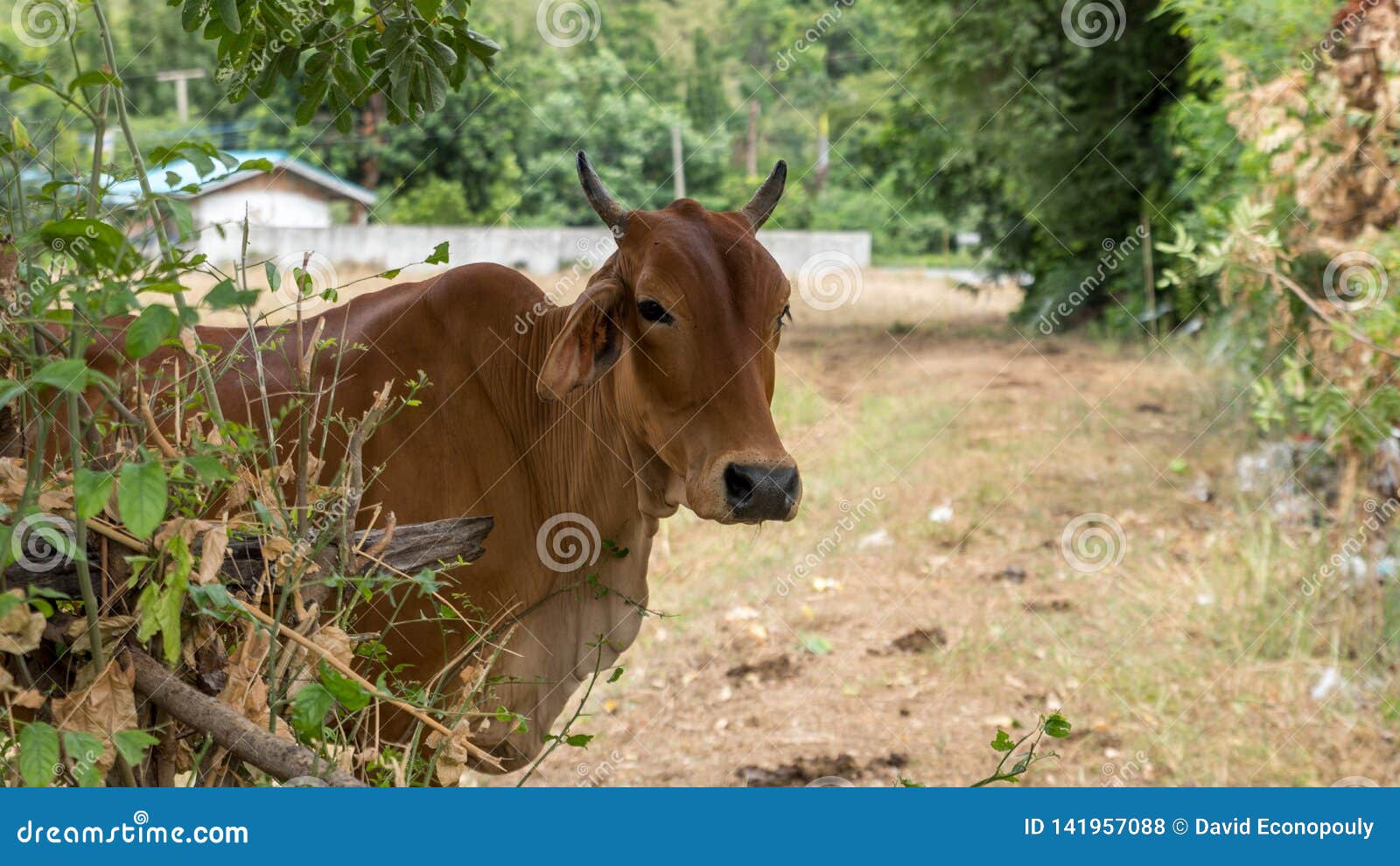 Herd of Long Eared Cattle in Thailand Stock Photo - Image of landscape ...
