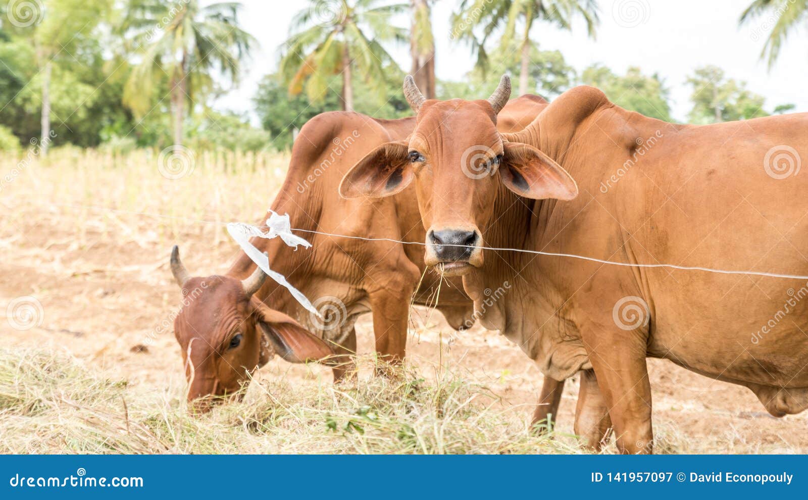 Herd of Long Eared Cattle in Thailand Stock Image - Image of cows ...