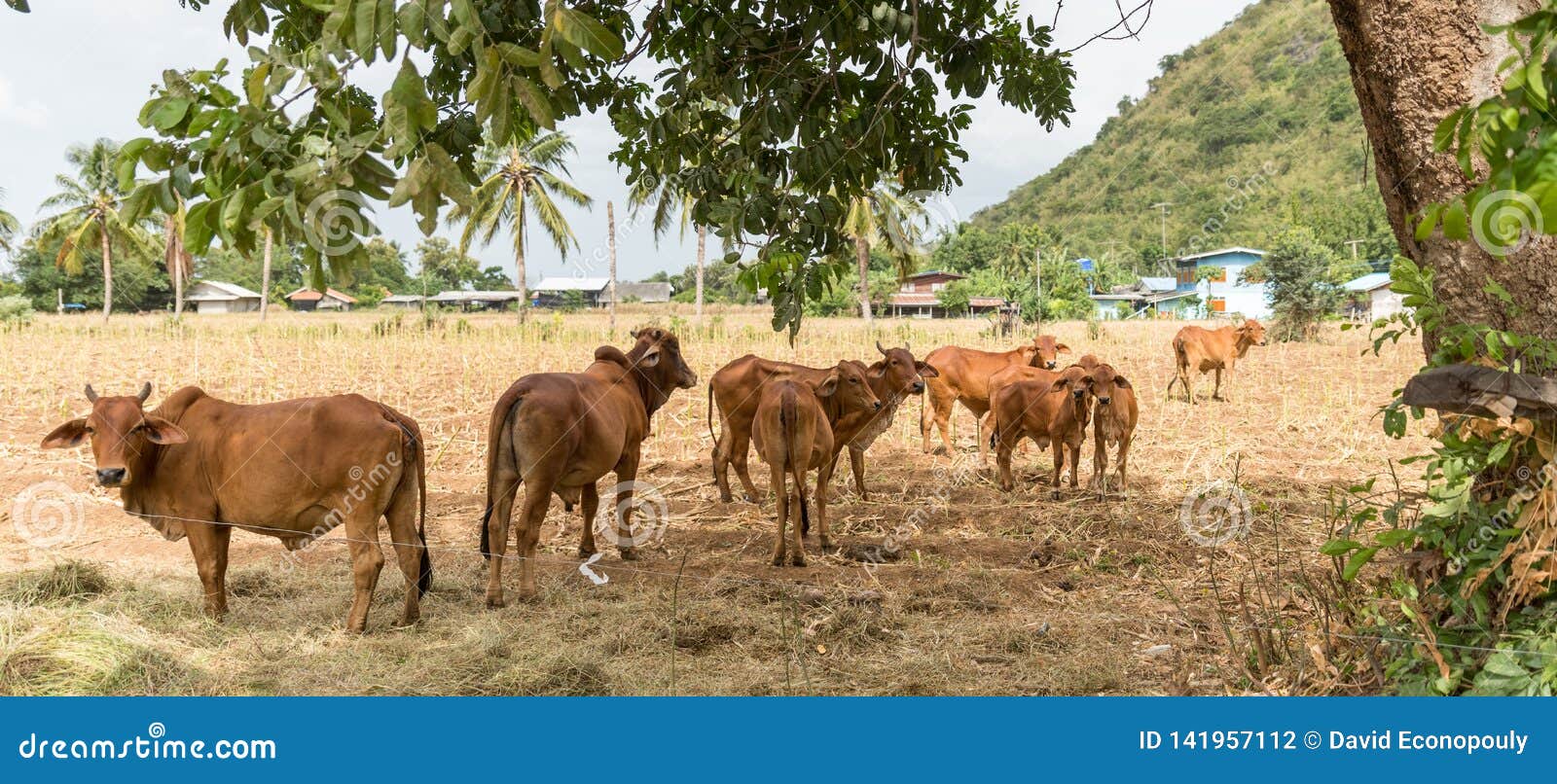 Herd of Long Eared Cattle in Thailand Stock Photo - Image of field ...