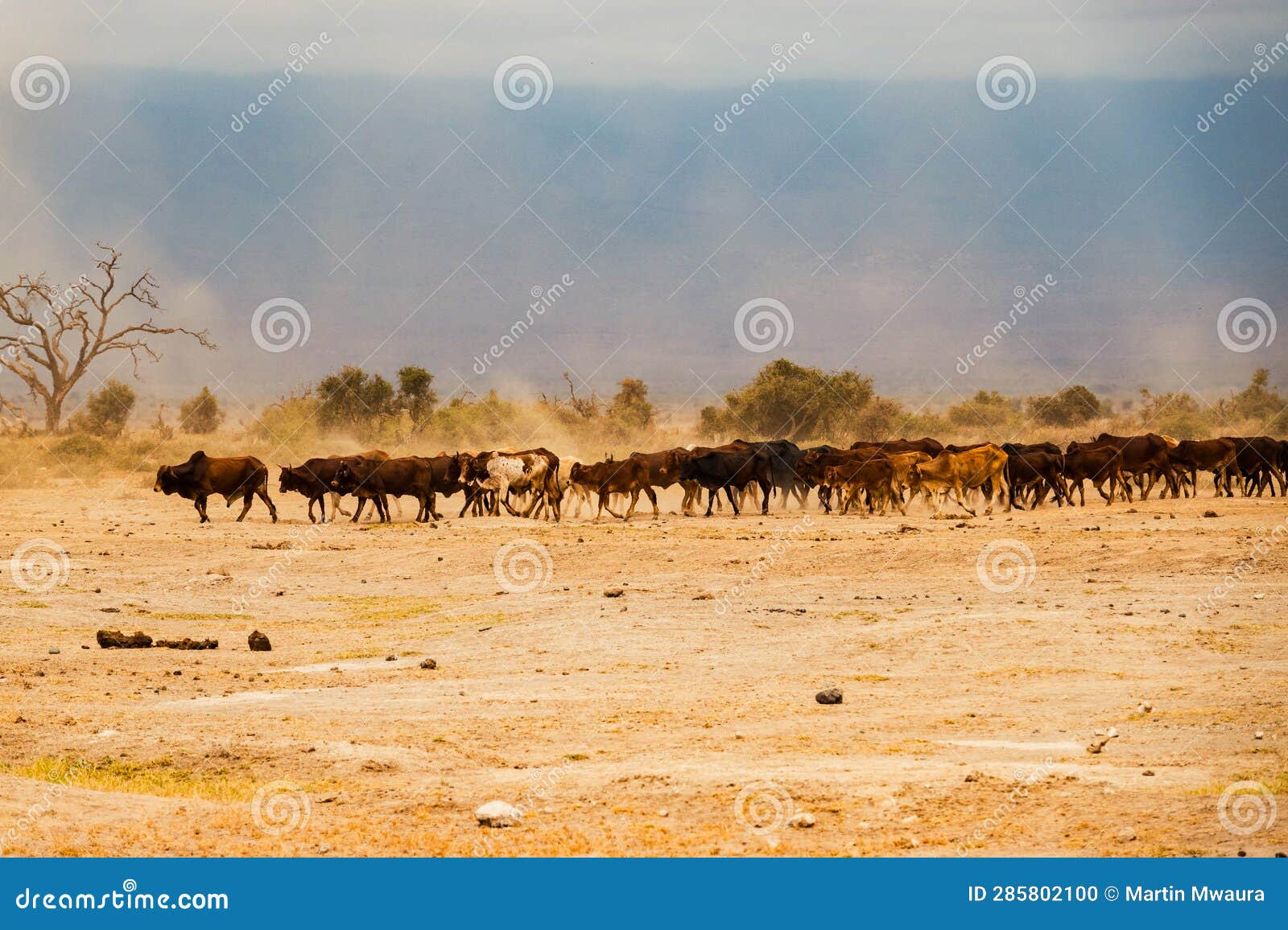 A Herd of Masai Boran Cattle Grazing in the Wild at Amboseli National ... A Herd of Masai Boran Cattle Grazing in the Wild at Amboseli National ...
