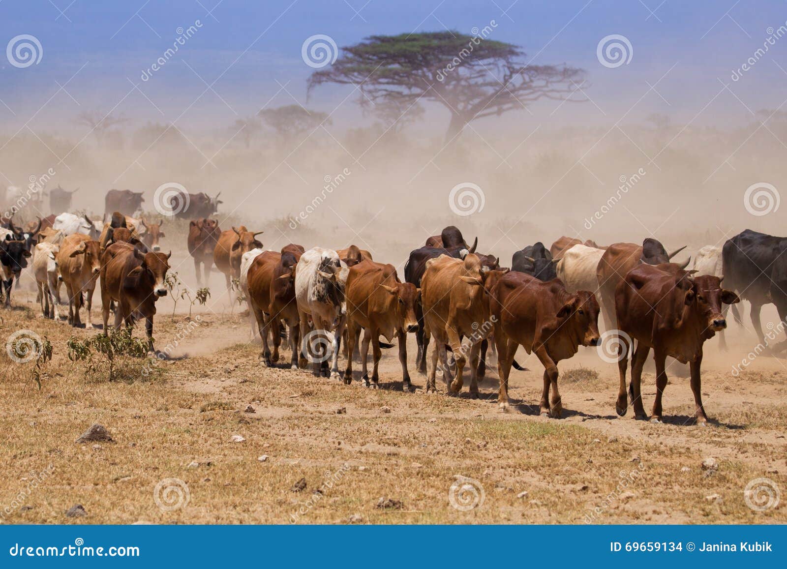 Herd of Masai Cows on Kenya Savannah Stock Photo - Image of farmer ...