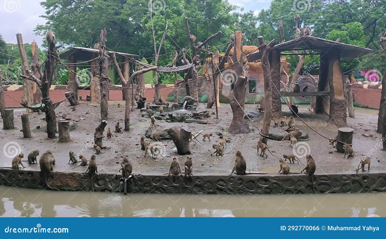 A Herd of Monkeys at the Zoo Stock Footage - Video of nature, climate ...