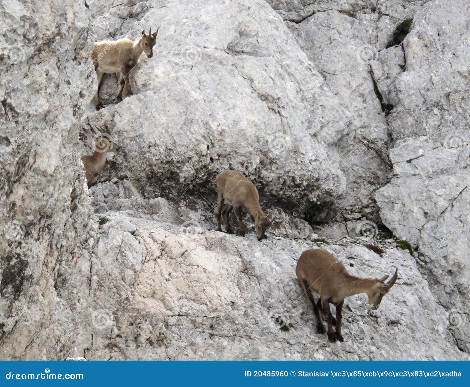 Herd of Mountain Goats - Alpine Ibex Stock Photo - Image of ibex, rock ...