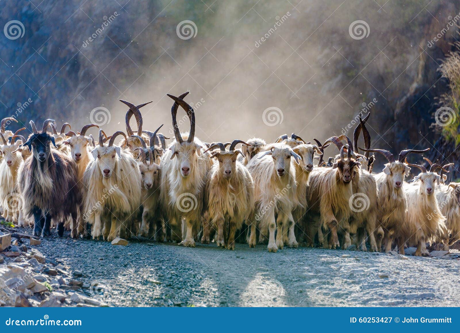 Mountain Goats In Green Grass Field, Glacier National Park, Montana ...