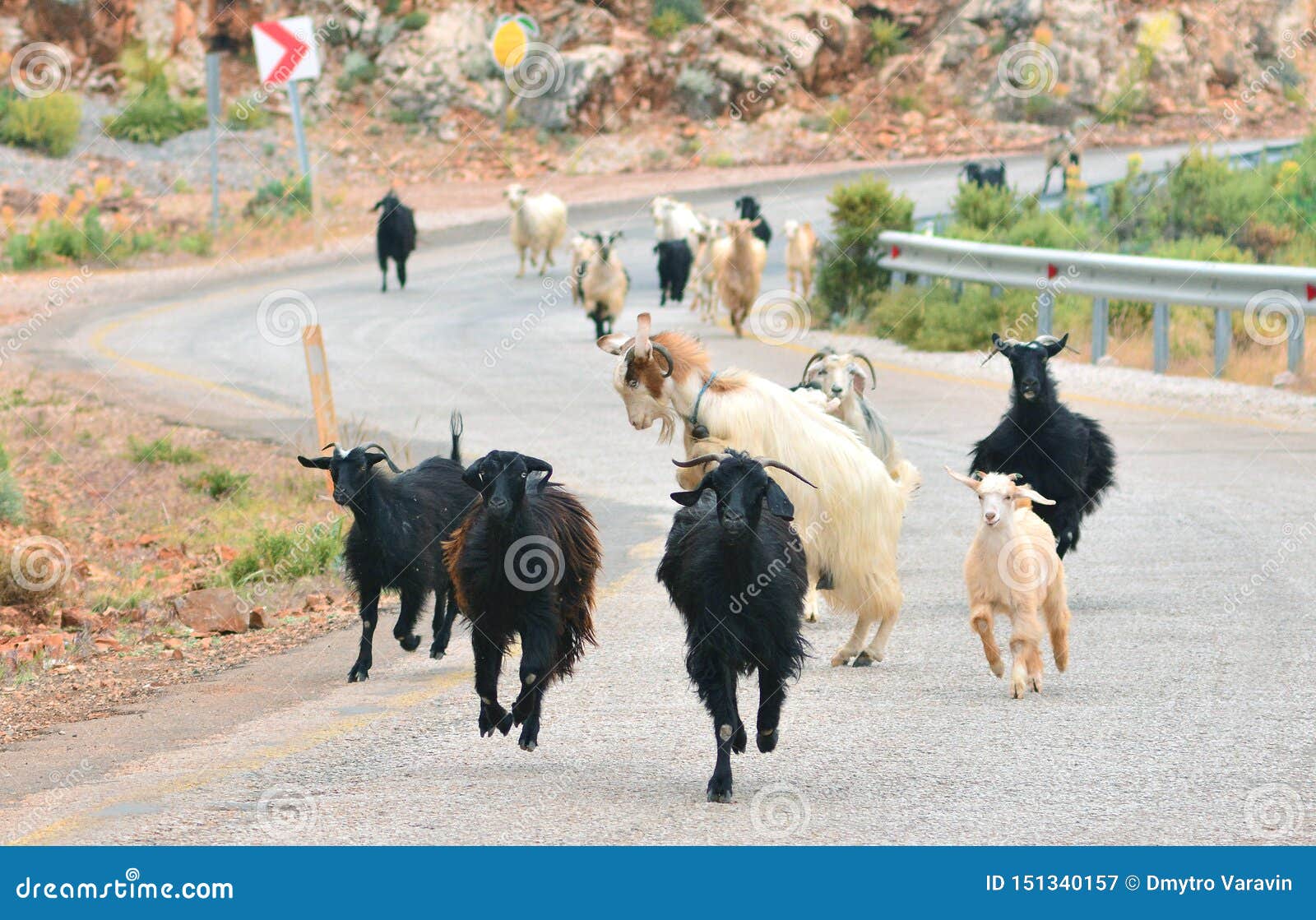Herd of Mountain Goats Runs Along the Road Stock Image - Image of bell ...