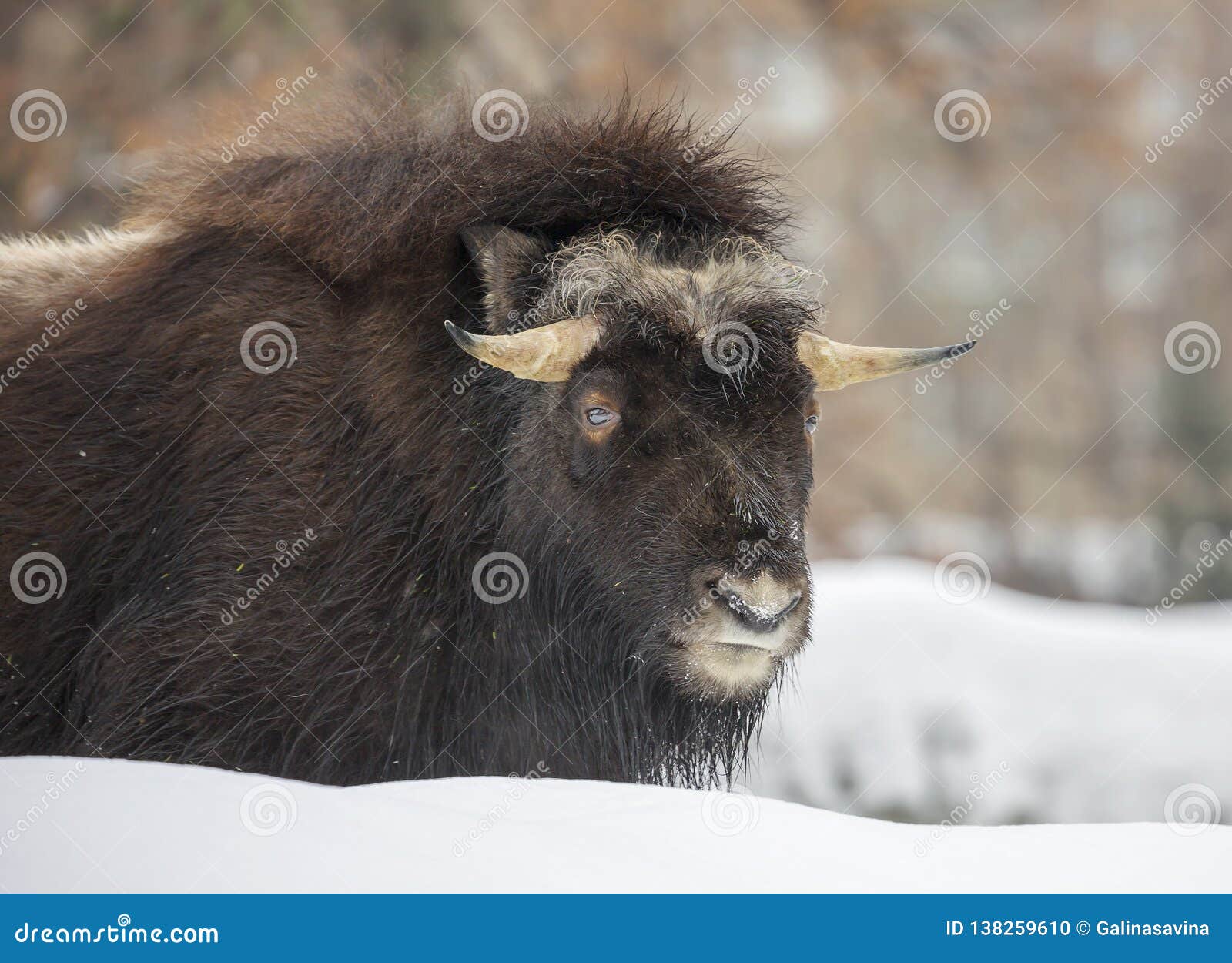 Musk ox. stock photo. Image of snow, brown, hump, large - 138259610