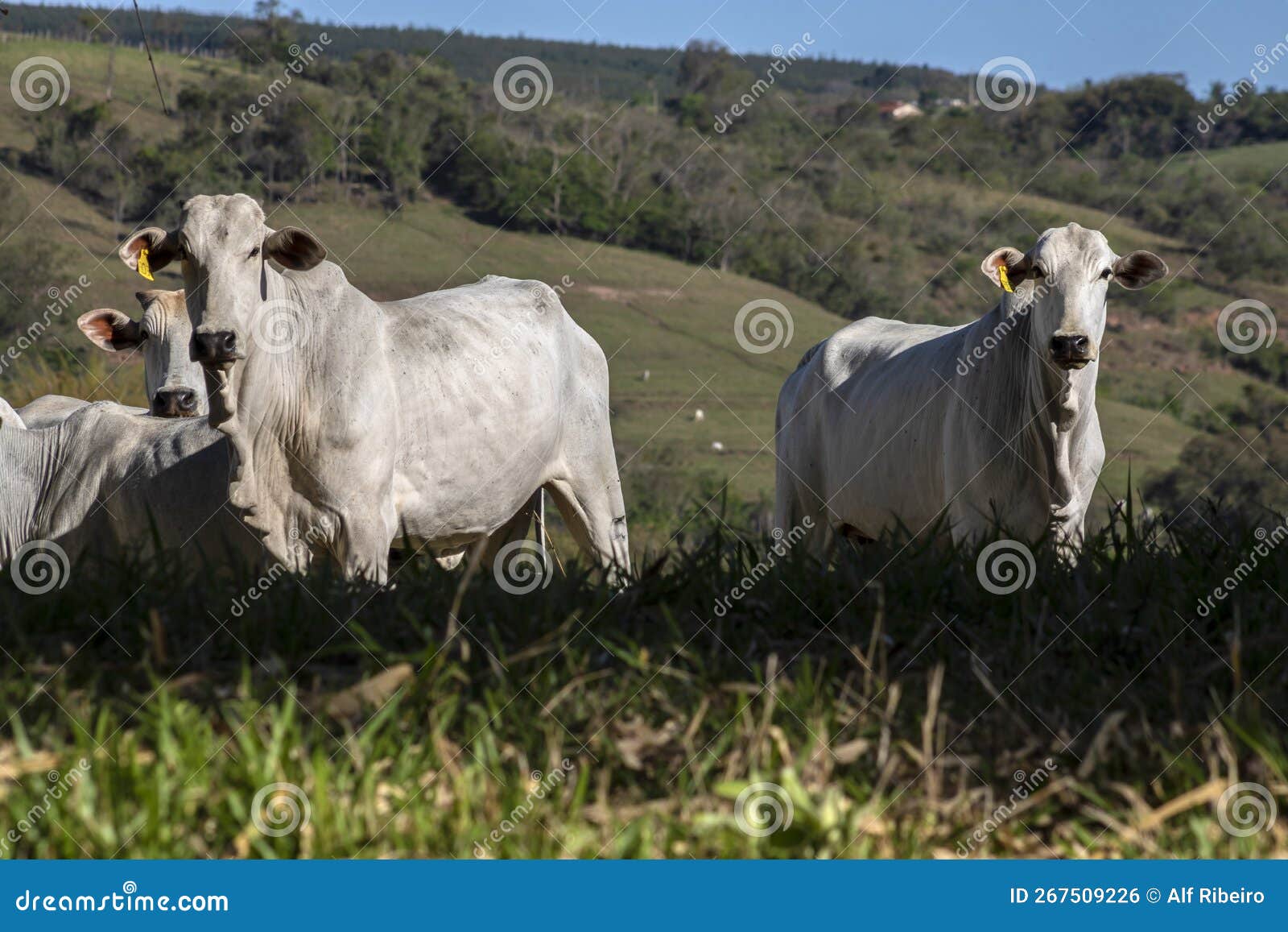 Herd of Nelore Cattle Grazing in a Pasture Stock Photo - Image of grass ...