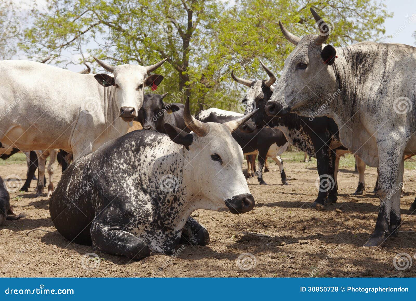 Herd of nguni cattle stock photo. Image of animal, animals - 30850728
