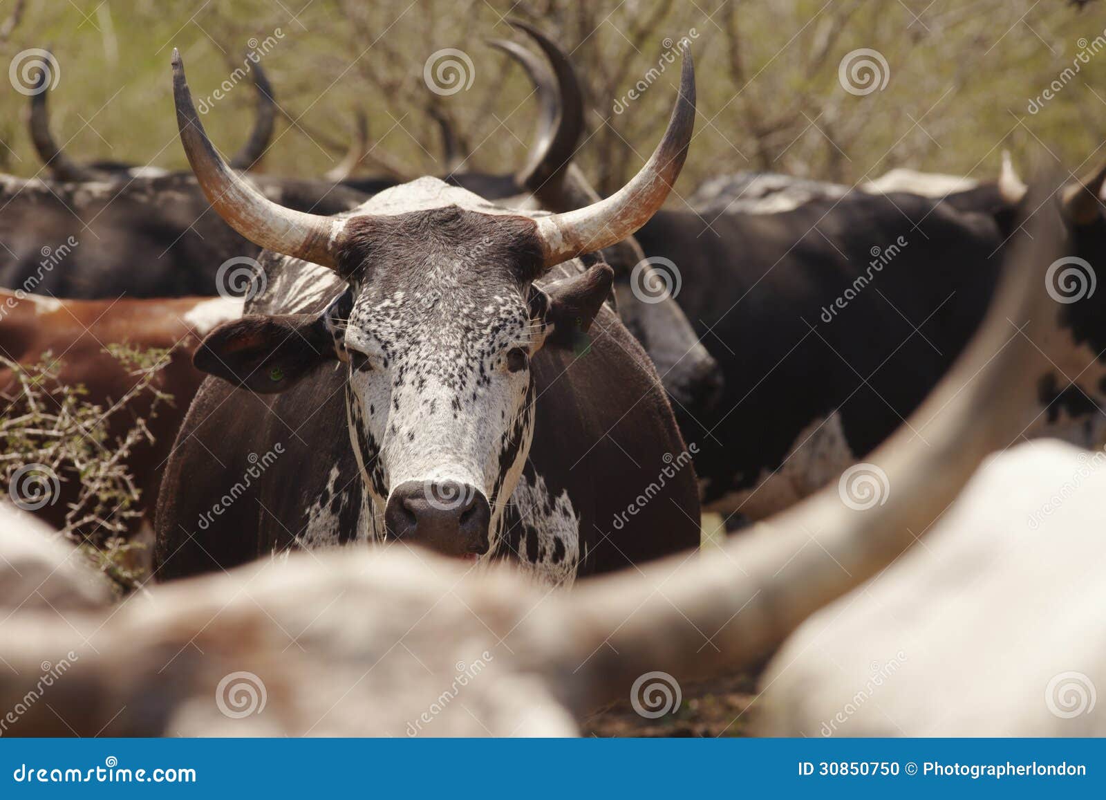 Herd of nguni cattle stock photo. Image of reserve, safari - 30850750
