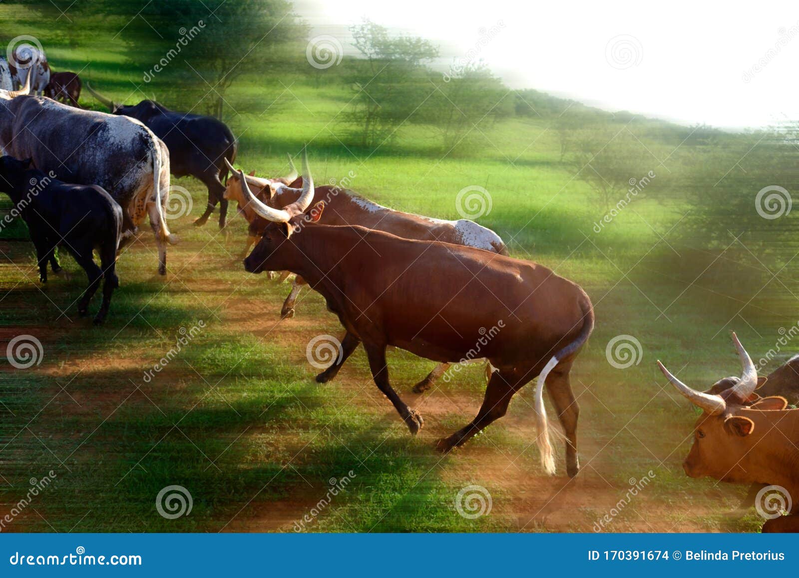 Herd of Nguni Cows with Calves Running with Motion Blur Stock Photo ...