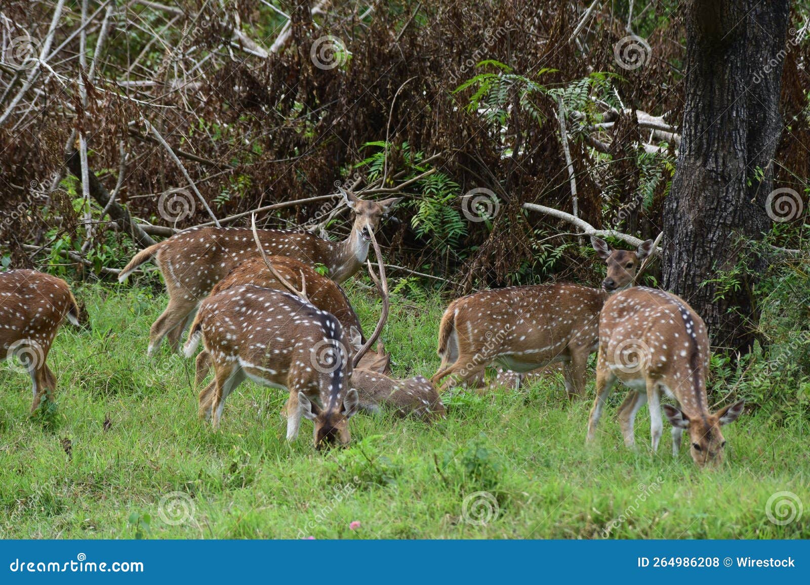 Herd of Northern Spotted Deer Grazing Outdoors Stock Photo - Image of ...