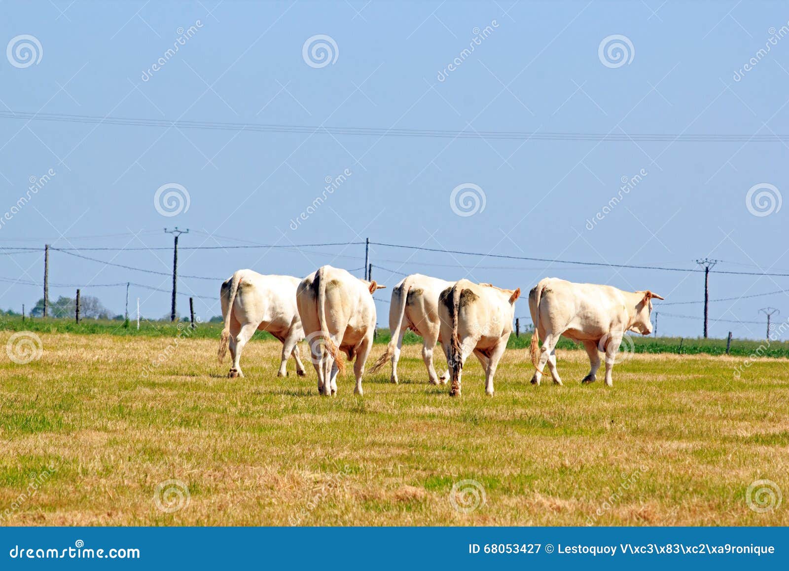 Herd of oxen, back view stock image. Image of pasture - 68053427
