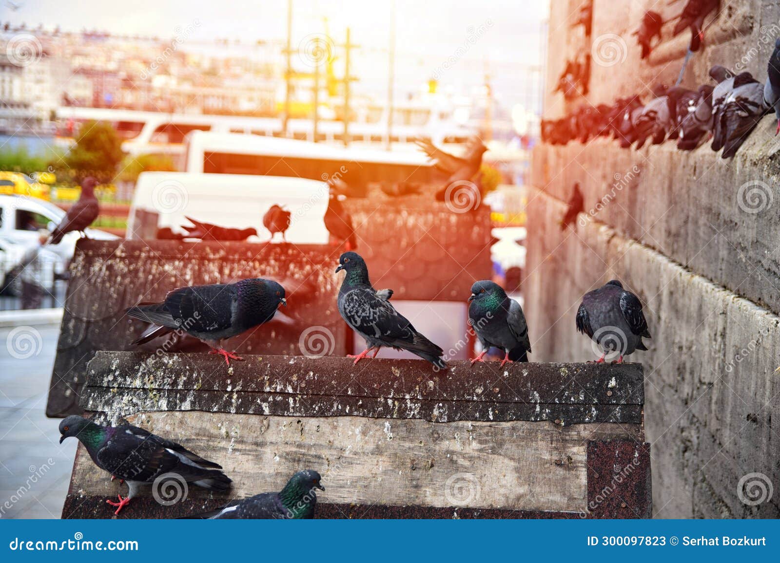 Herd of Pigeons Waiting by the Wall Together Stock Image - Image of ...