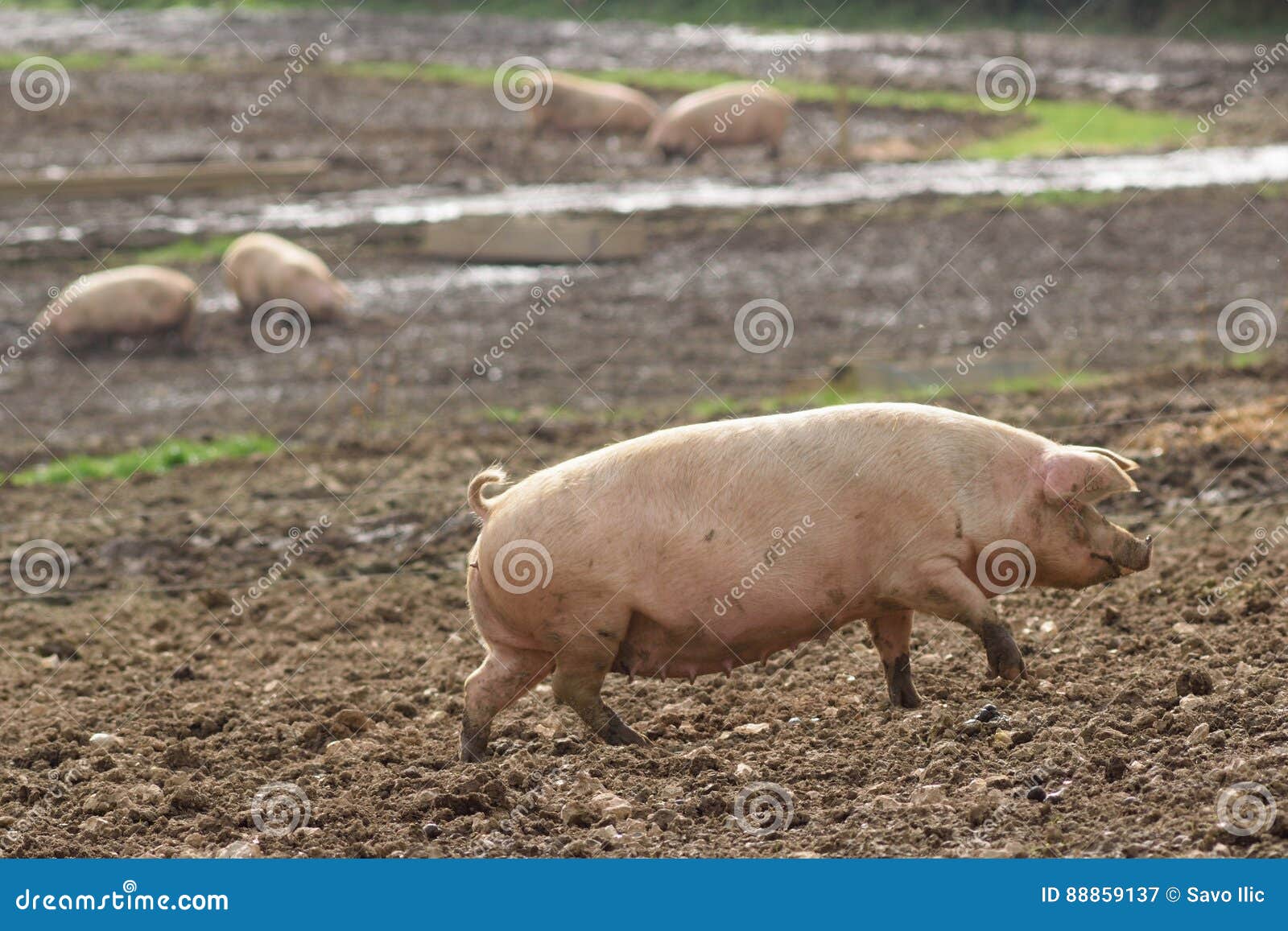 Herd of pigs stock image. Image of devon, group, organic - 88859137