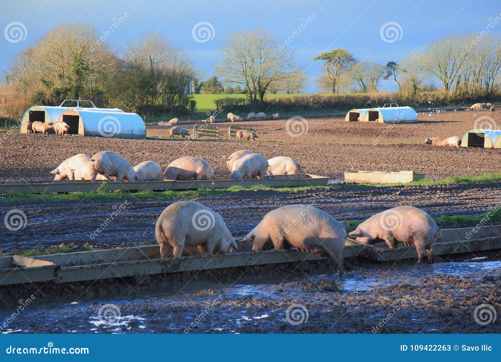 Herd of pigs on the farm stock image. Image of pork - 109422263