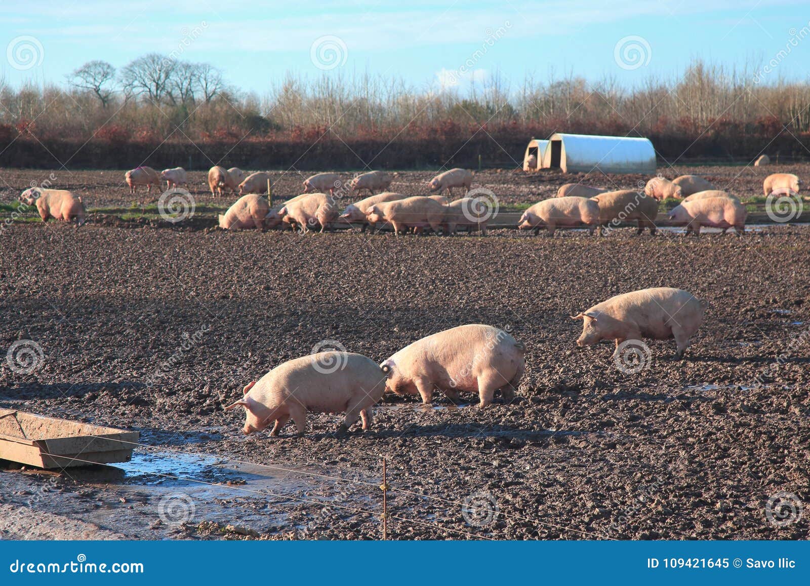 Herd of pigs stock image. Image of devon, mammals, animals - 109421645
