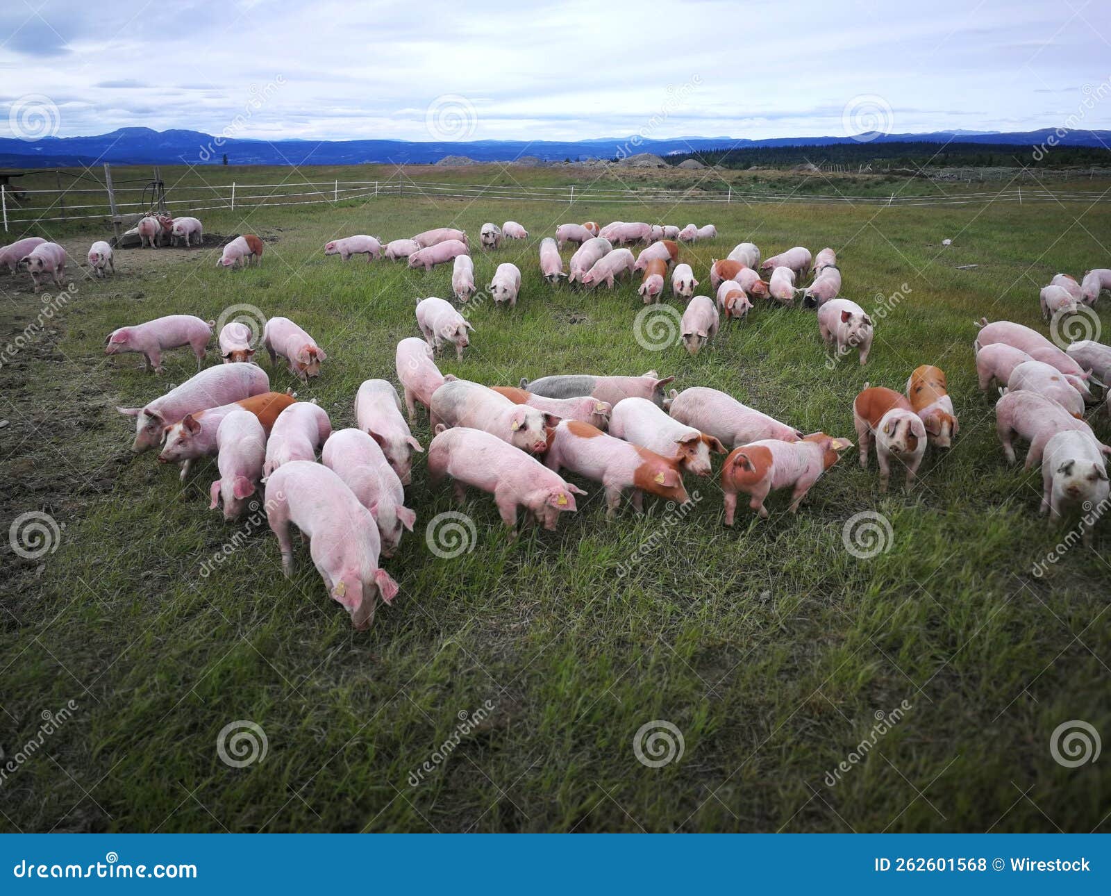 Herd of Pigs on the Pasture Under a Cloudy Sky Stock Photo - Image of ...