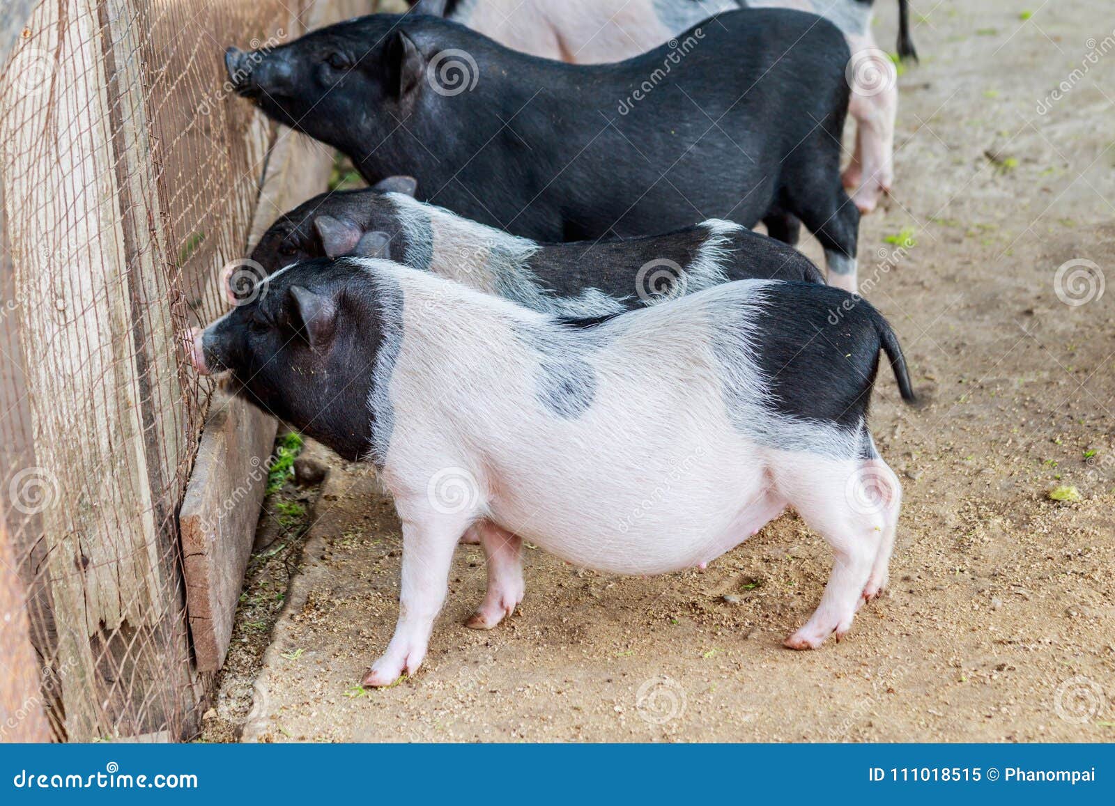 Herd of Pigs at Pig Breeding Farm. Stock Image - Image of farming, life ...