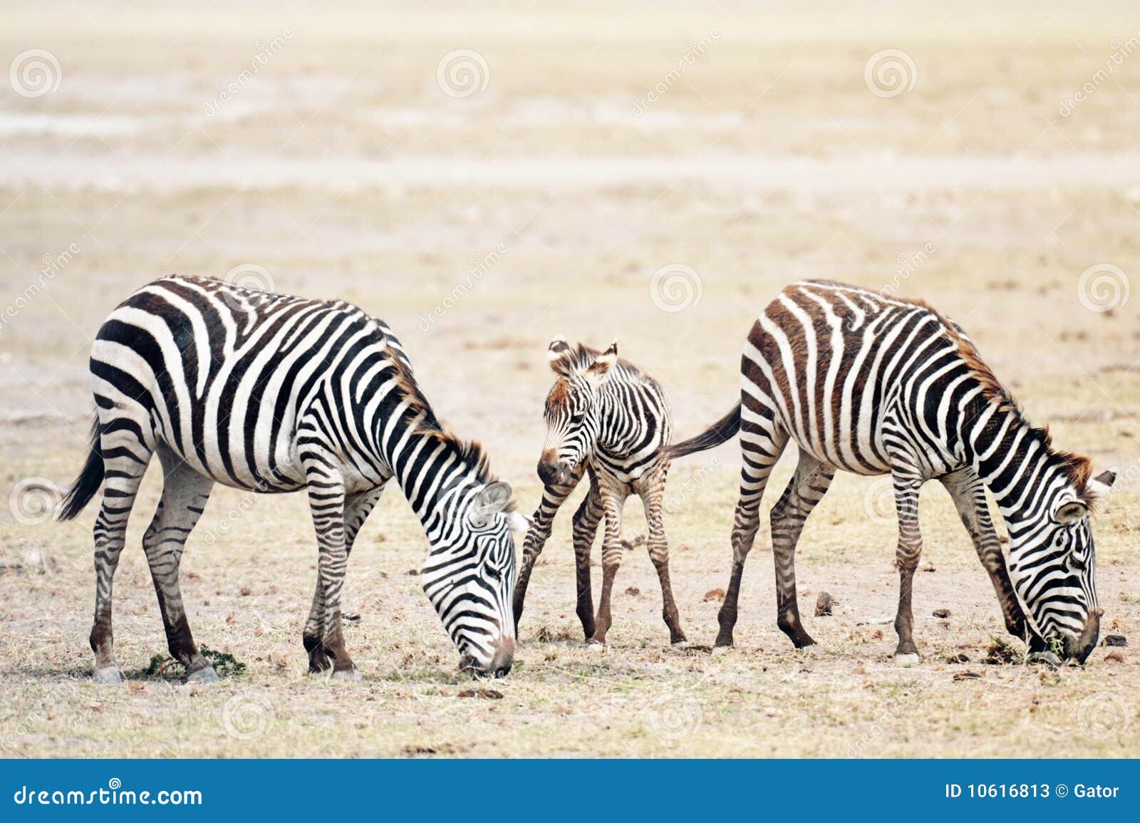 Plains Zebra Png at Willy Booth blog