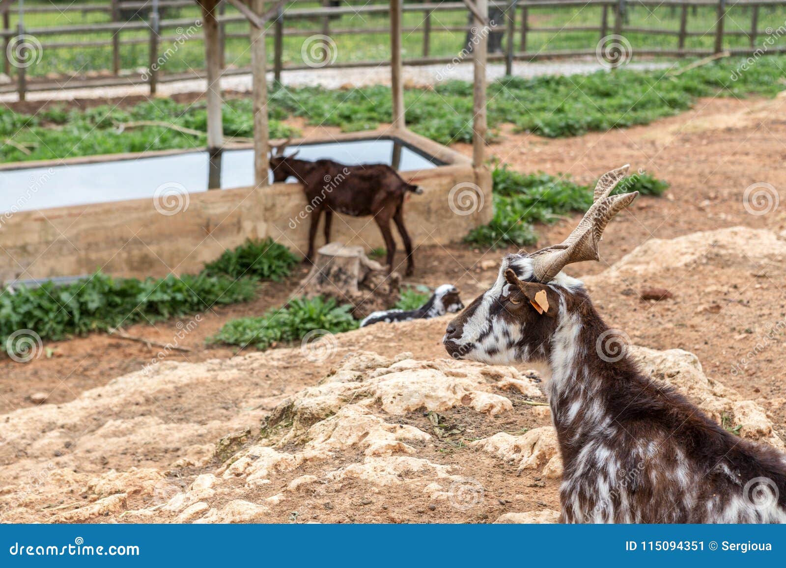 A Herd of Portuguese Goats is Kept in the Stall. To Graze. Stock Image ...