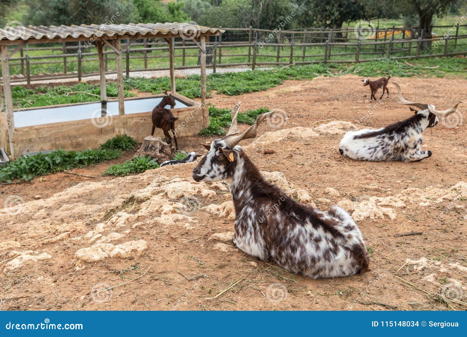 A Herd of Portuguese Goats is Kept in the Stall. To Graze. Stock Photo ...