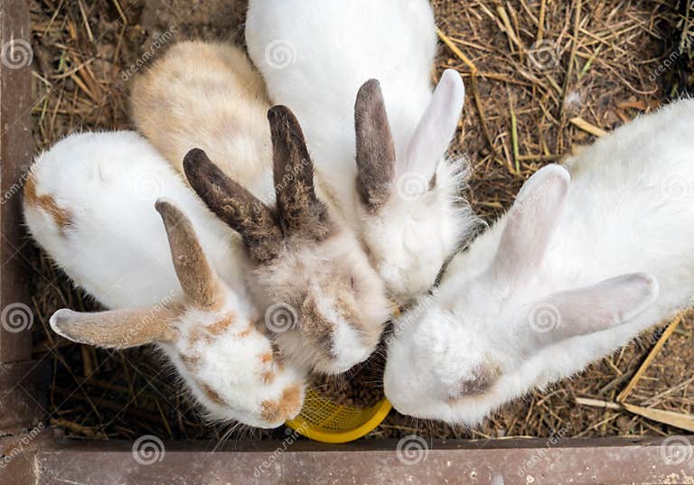 Herd rabbit eating stock image. Image of feeding, brown - 80862787