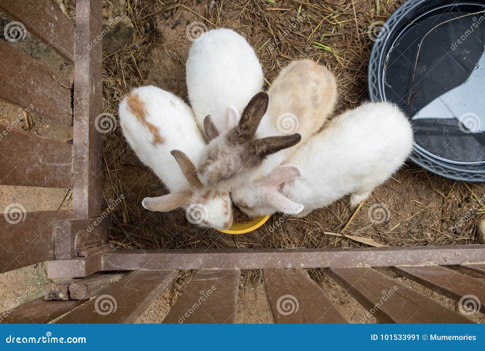 Herd Rabbit Siege Eating Feed Stock Image - Image of cute, little ...
