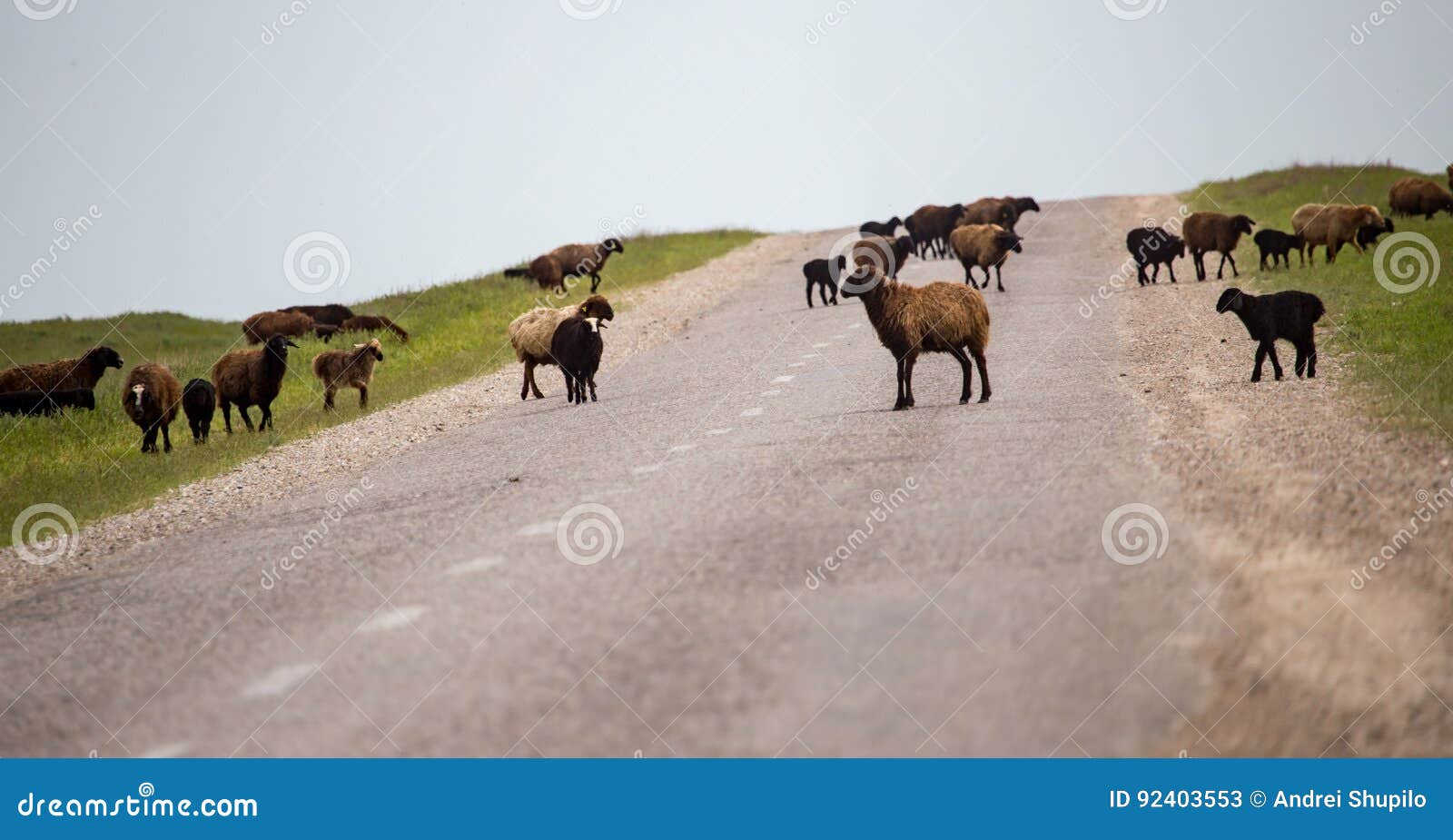 A Herd of Rams Cross the Road Stock Image - Image of animal, natural ...
