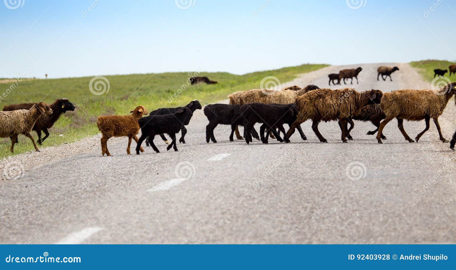 A Herd of Rams Cross the Road Stock Photo - Image of sheep, grass: 92403928