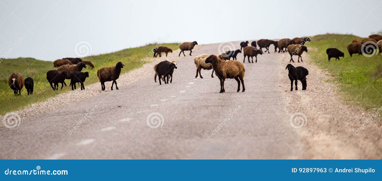 A Herd of Rams Cross the Road Stock Image - Image of outdoor ...