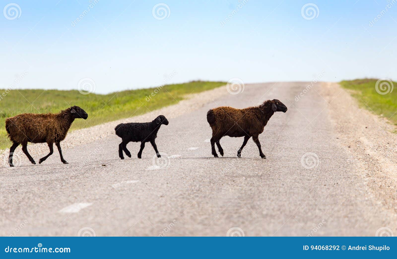 A Herd of Rams Cross the Road Stock Photo - Image of highway, nature ...