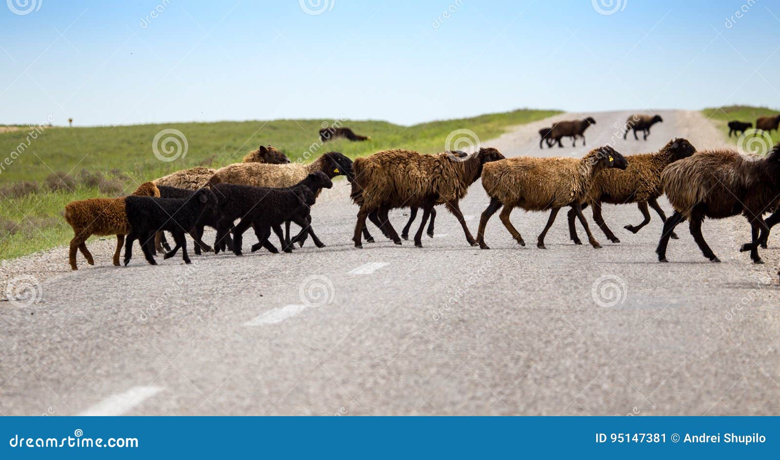 A Herd of Rams Cross the Road Stock Image - Image of nature, farmland ...