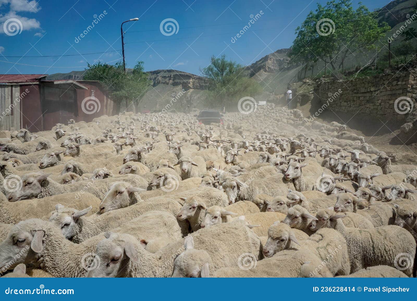 A Herd of Rams Passes through the Chokh Village Stock Photo - Image of ...