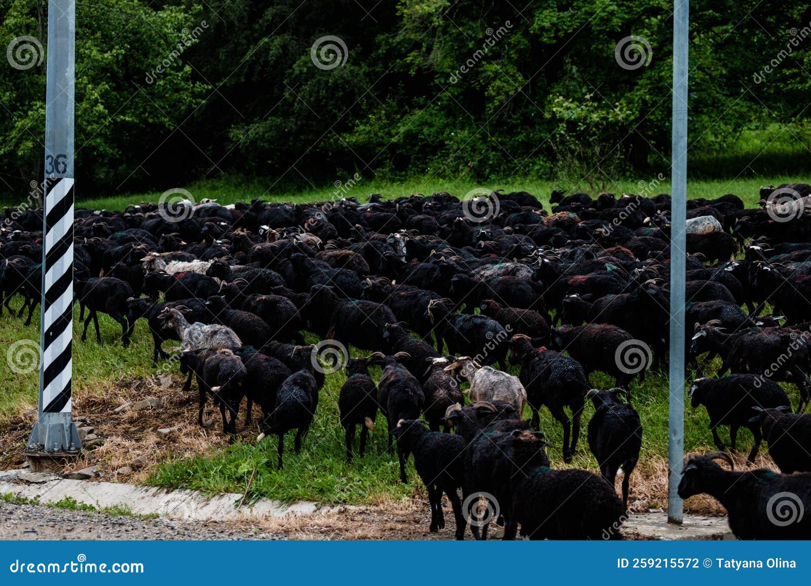 Herd of Rams Walking Along Doge Stock Photo - Image of nature, walking ...