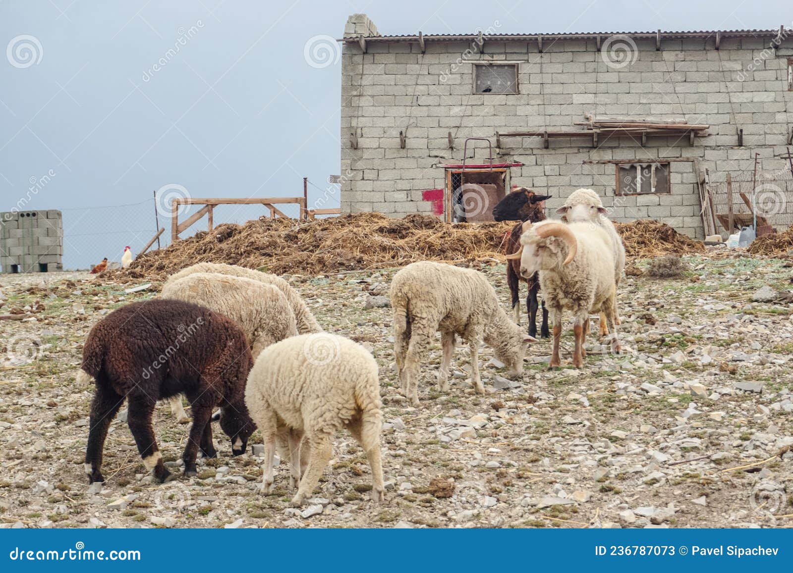 A Herd of Rams in the Yard in the Village Stock Image - Image of breed ...