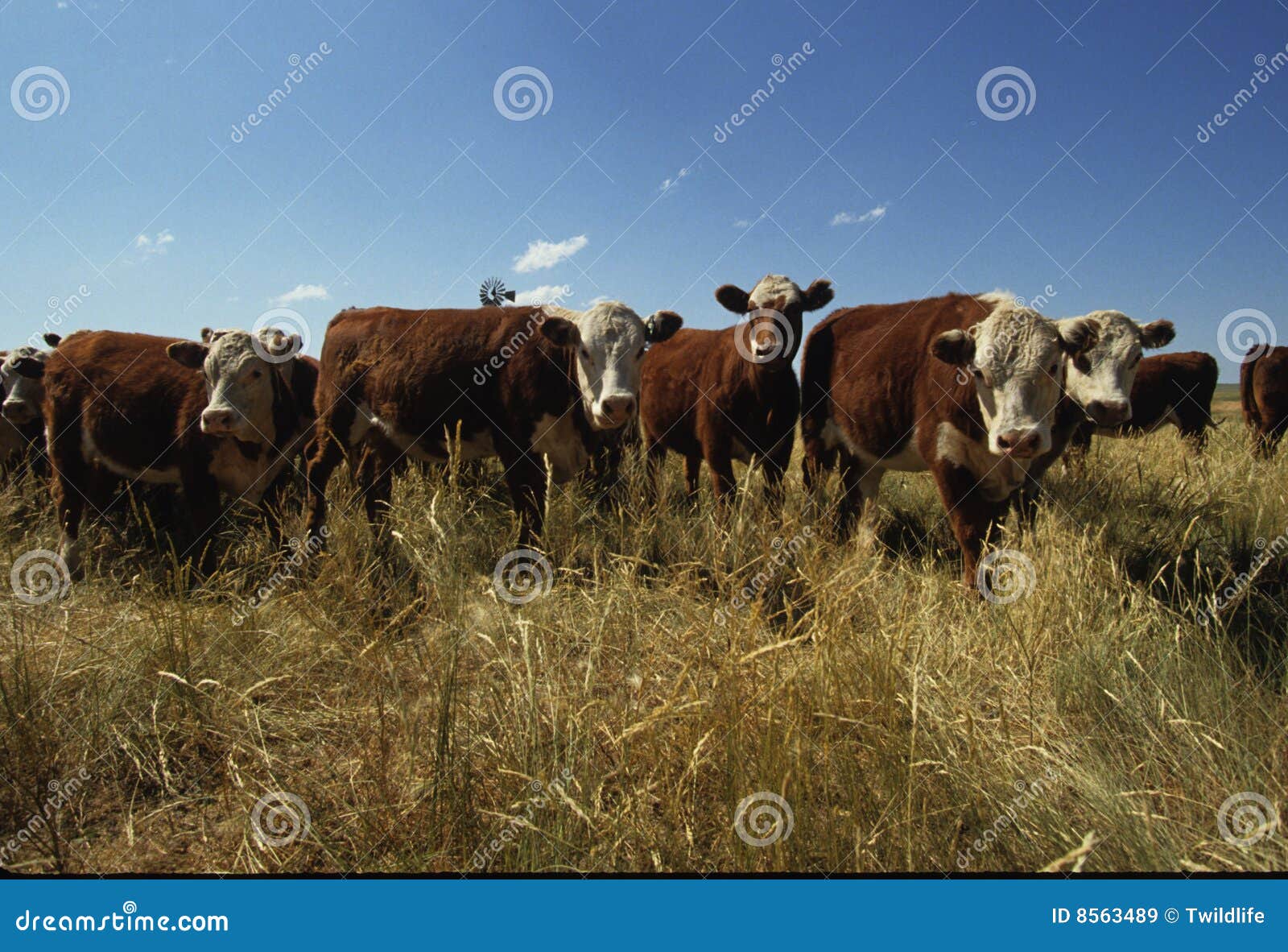 Herd of Range Cattle stock image. Image of grazing, rangeland - 8563489