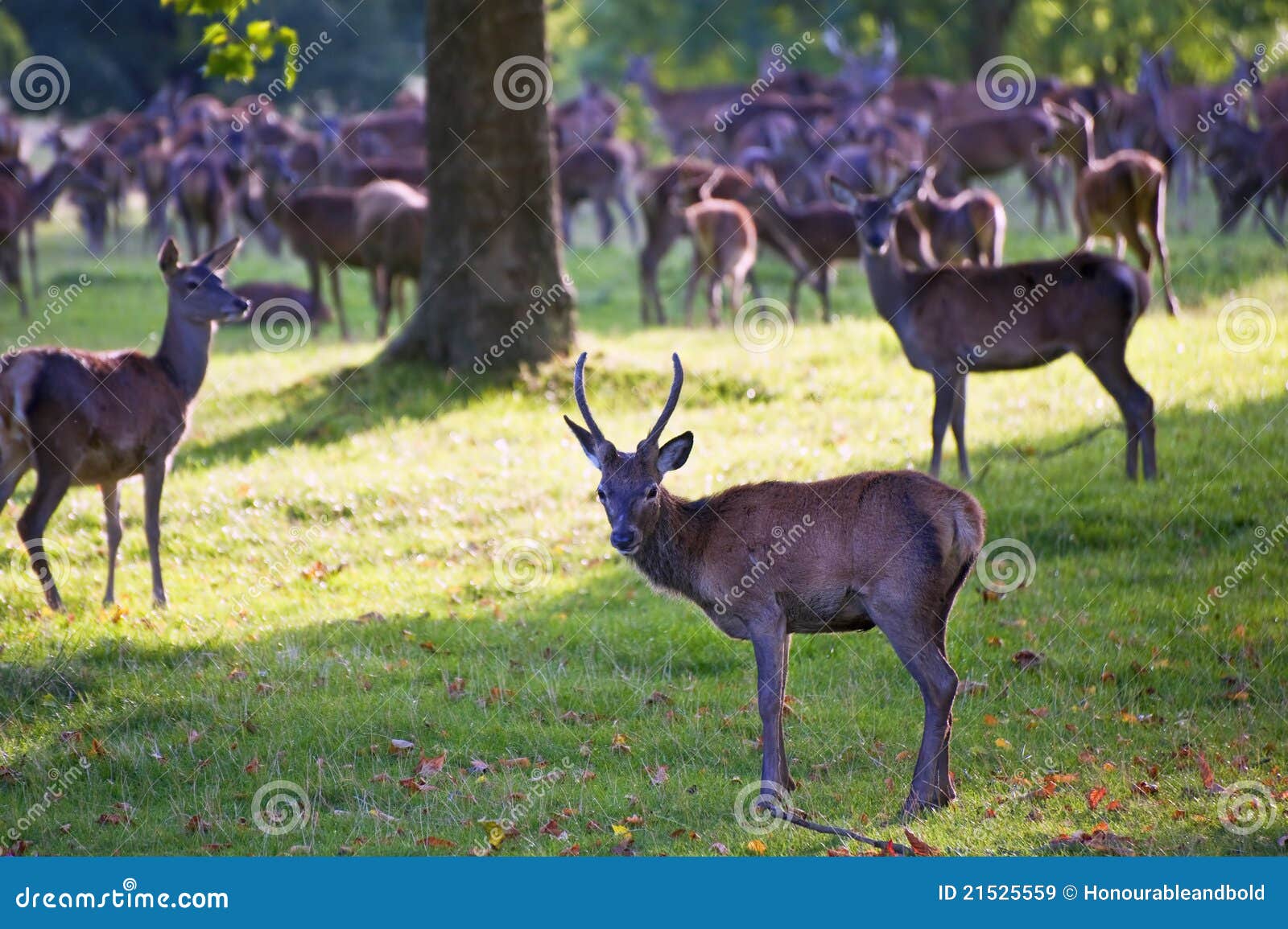 Herd of Red Deer in Autumn Fall Stock Image - Image of great, color ...