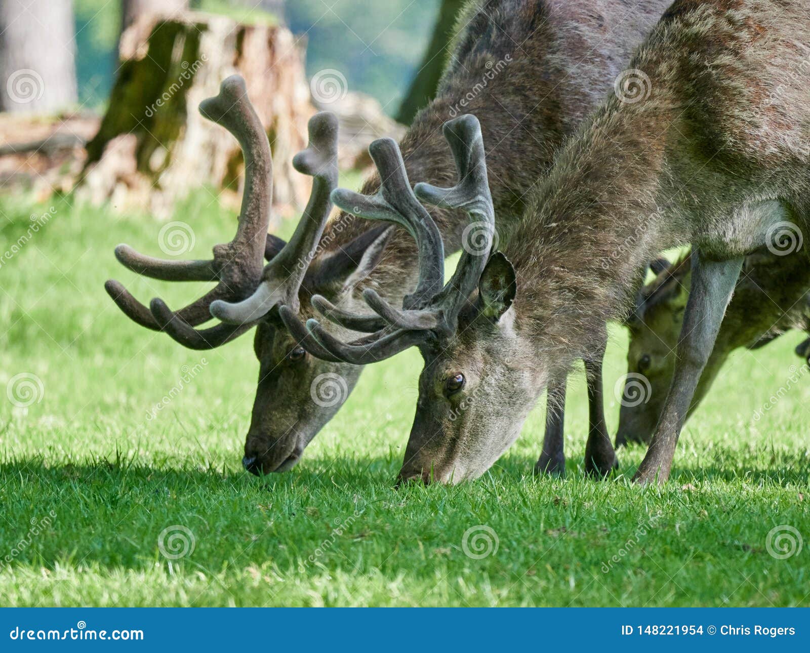 Red Deer Grazing in the Spring Stock Photo - Image of hunting, mammal ...